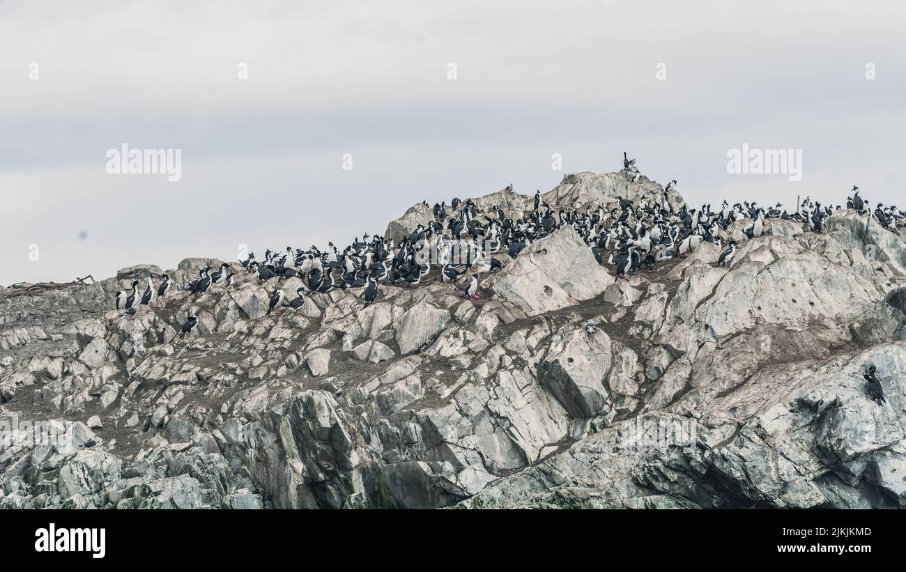 Shot penguins on rock hi-res stock photography and images - Alamy