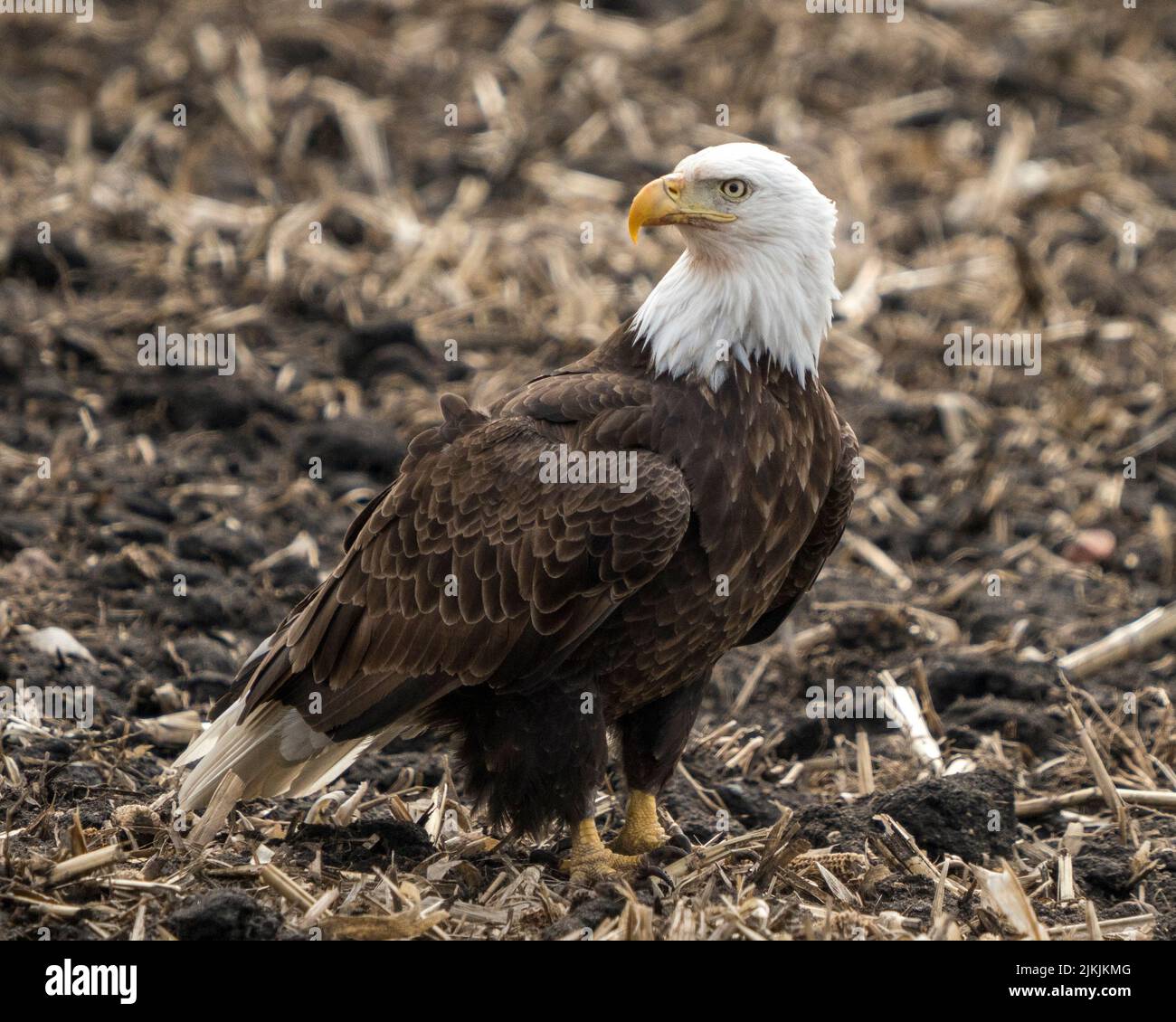 Closeup shot bald eagle hi-res stock photography and images - Alamy