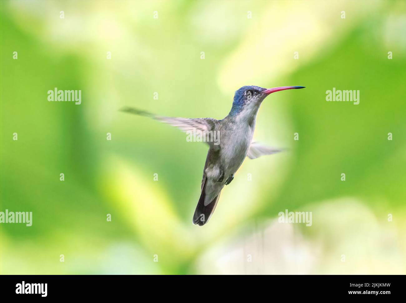 Colibri in garden hi-res stock photography and images - Alamy