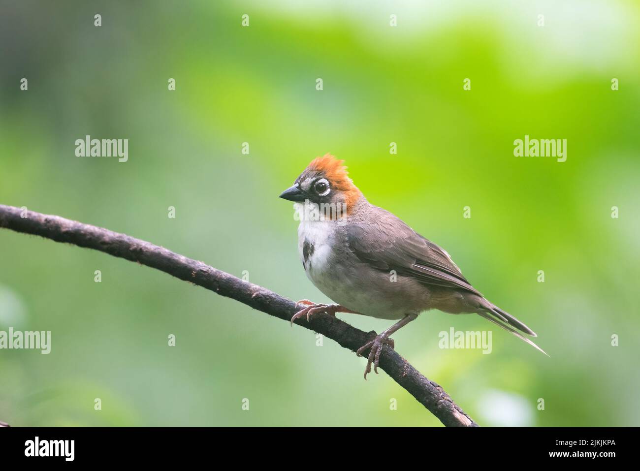 GUADALAJARA, JALISCO, MEXICO - SEPTEMBER 17, 2020. The rusty-crowned ...