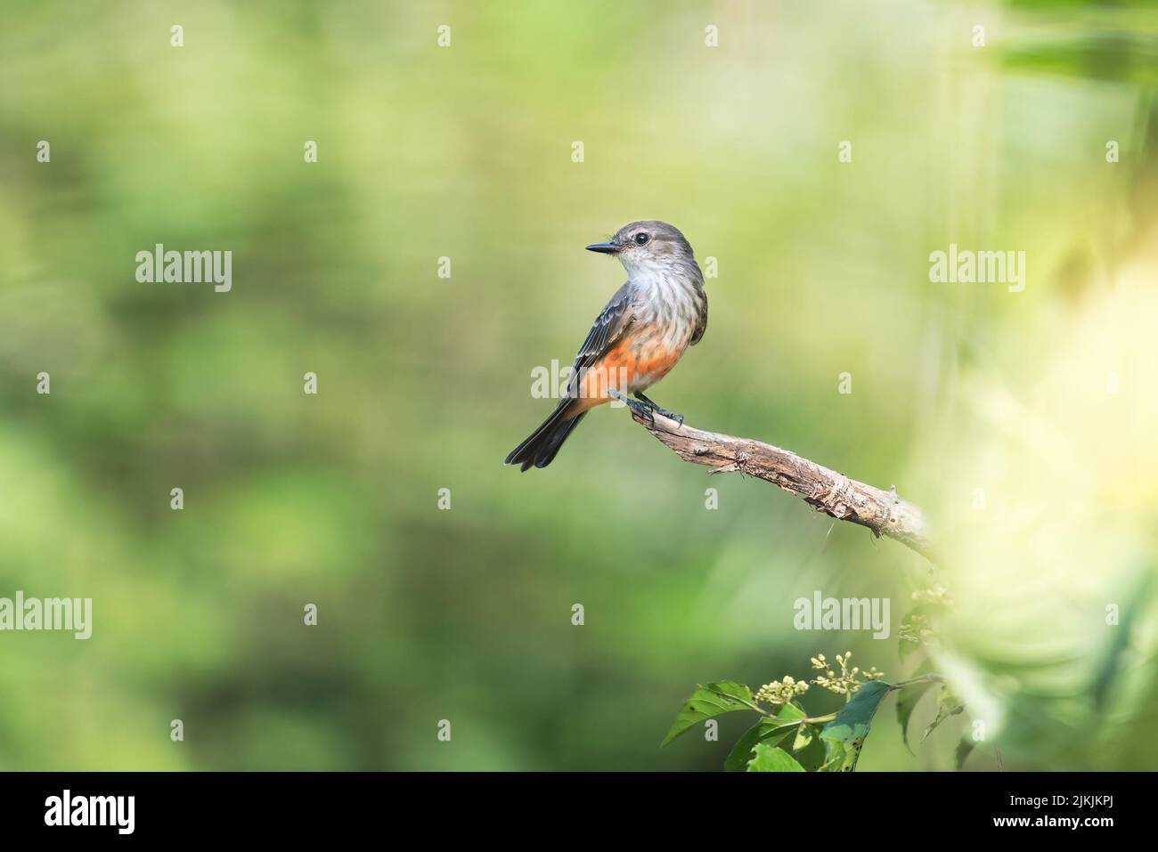 GUADALAJARA, JALISCO / MEXICO - AUGUST 20, 2020. Scarlett flycatcher ...