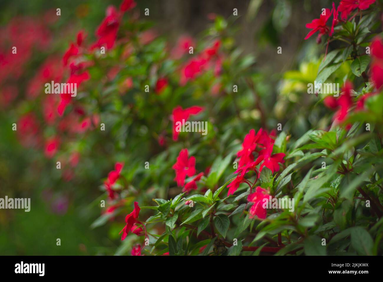 Impatiens Red Flowers Stock images. Impatiens Lollipop Cherry Red Stock ...