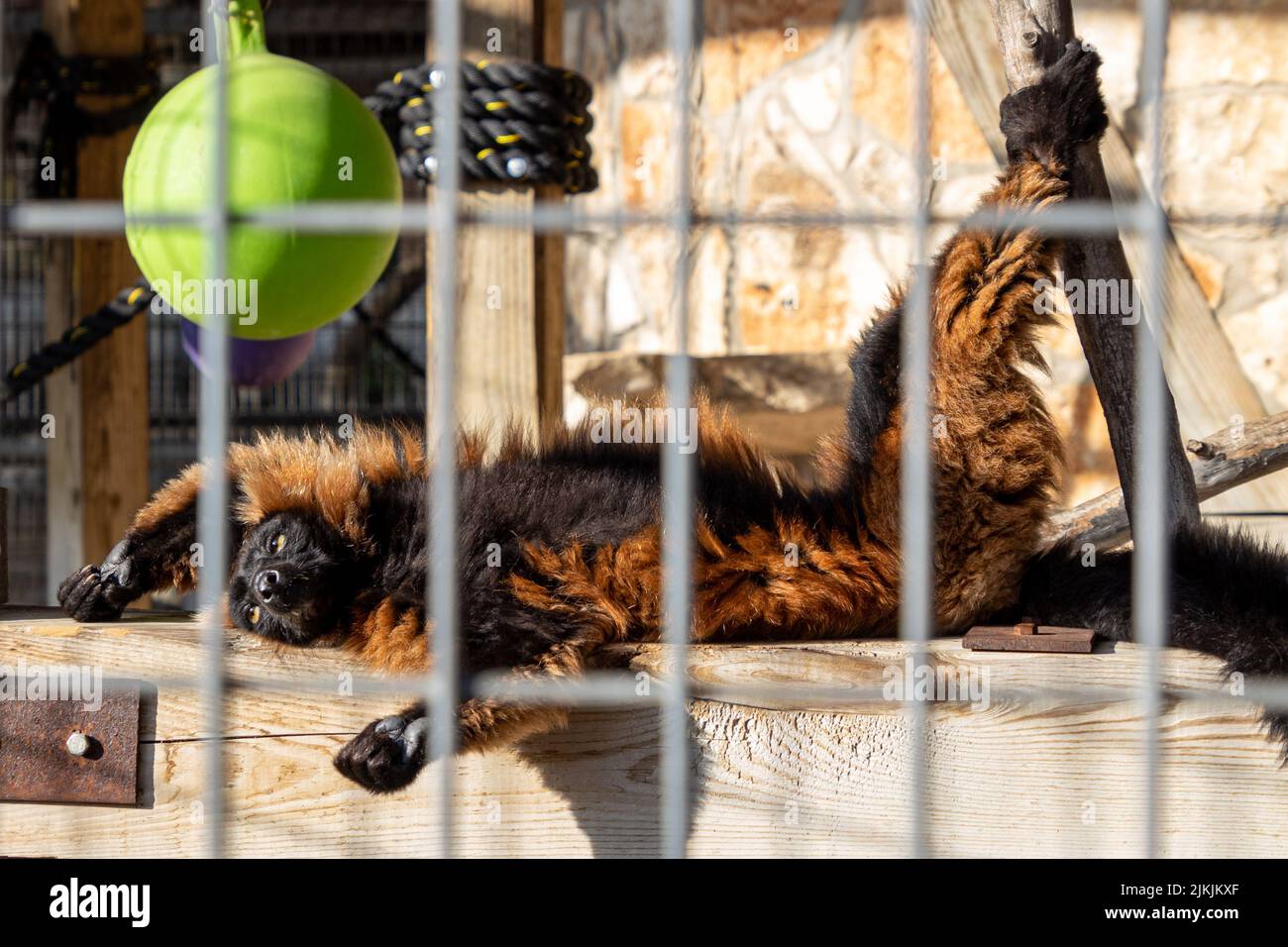 A cute lemur lying in the sun in a zoo in New Braunfels, Texas, the USA ...