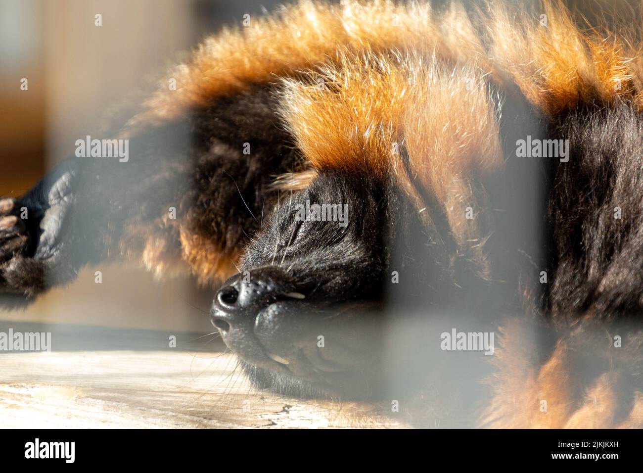 A cute lemur lying in the sun in a zoo in New Braunfels, Texas, the USA ...