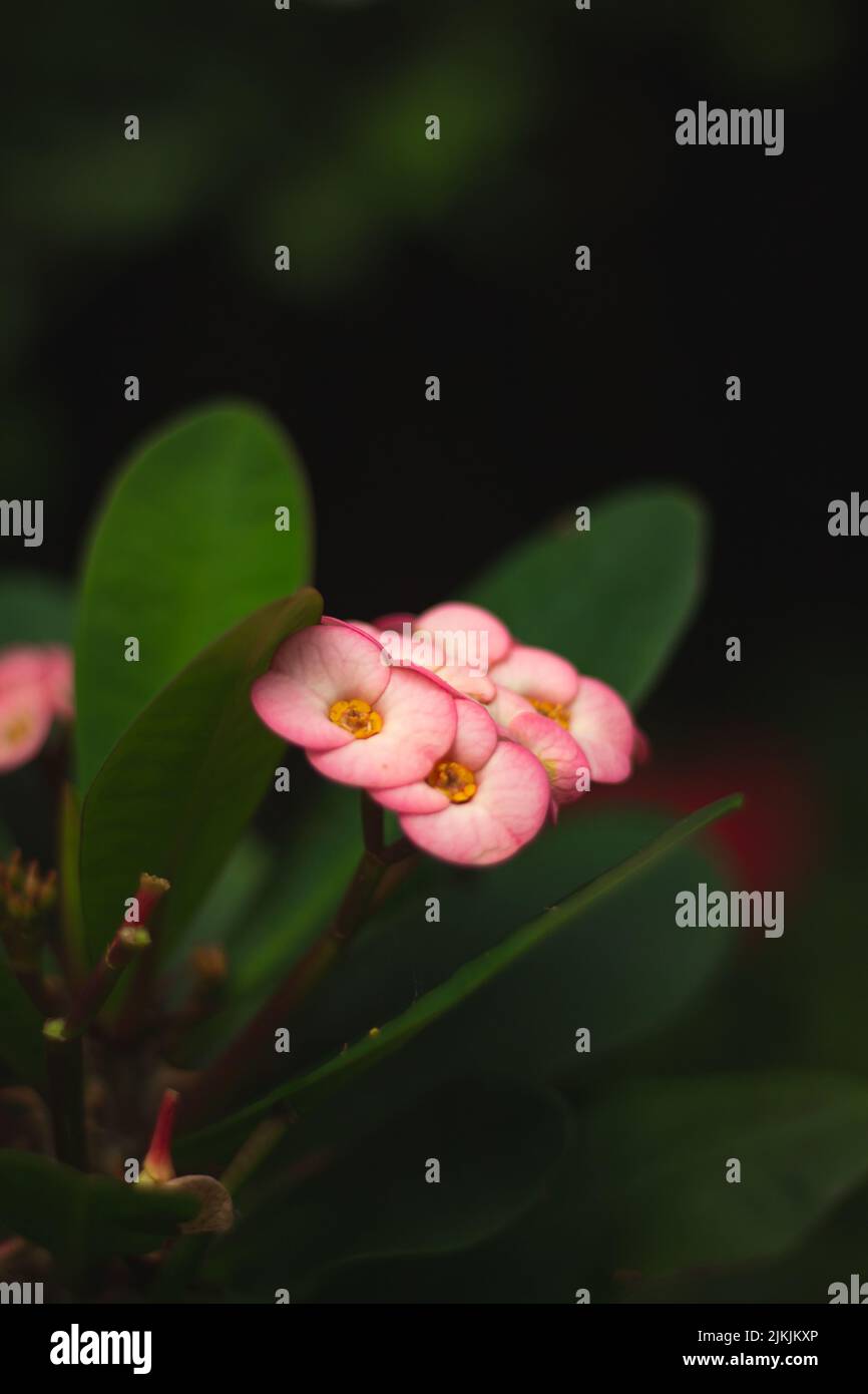 Crown of thorns Flower also called as Euphorbia milii. Crown of thorns ...