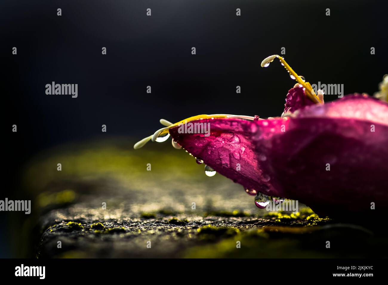Lotus grow hi-res stock photography and images - Alamy
