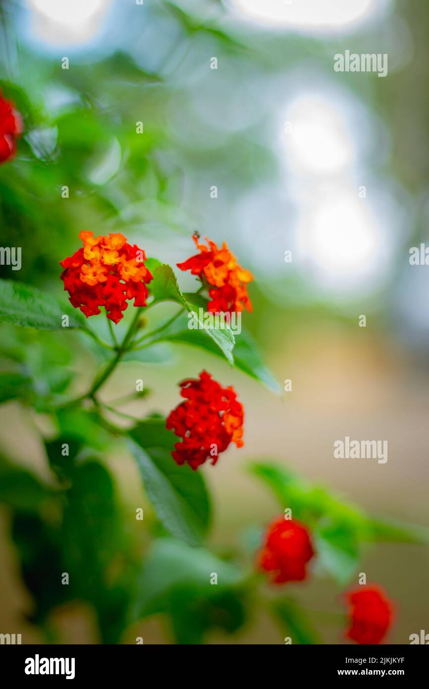 Red verbena flower stock Images. red and yellow Verbena blooming in ...