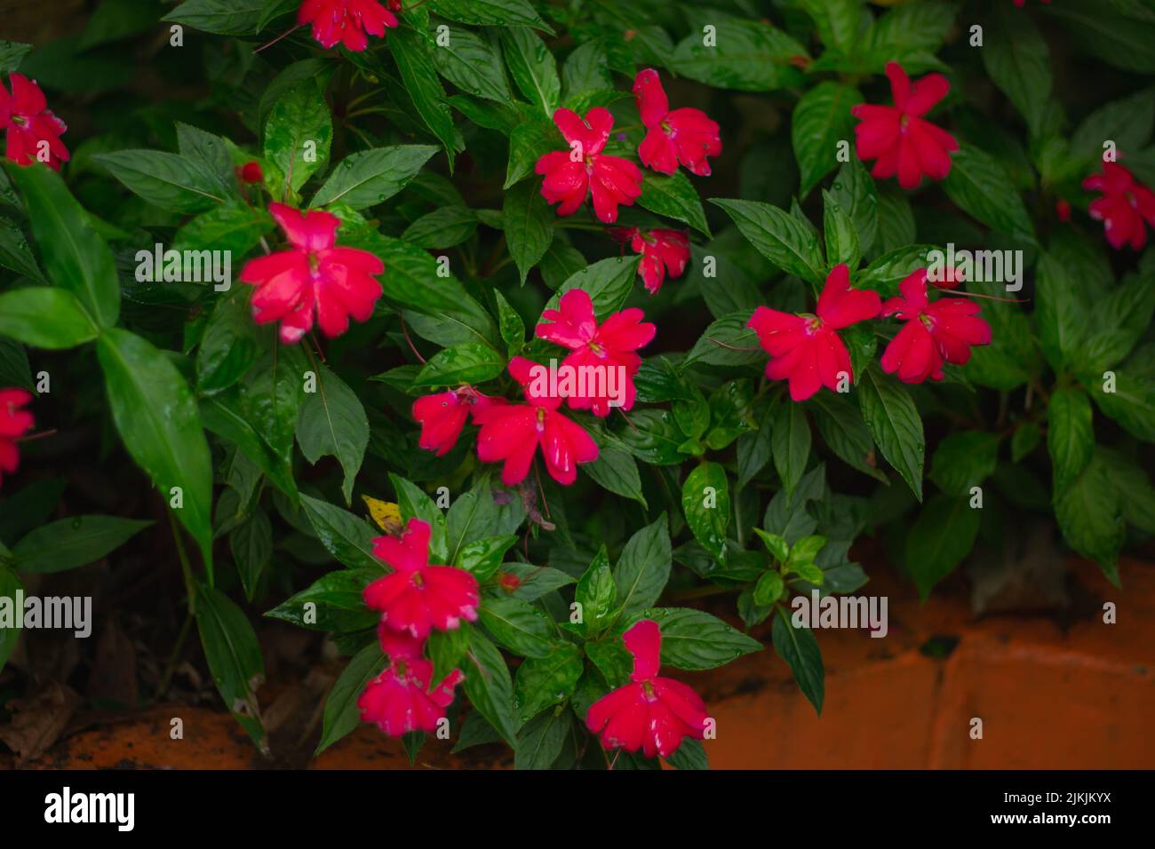 Impatiens Red Flowers Stock images. Impatiens Lollipop Cherry Red Stock ...