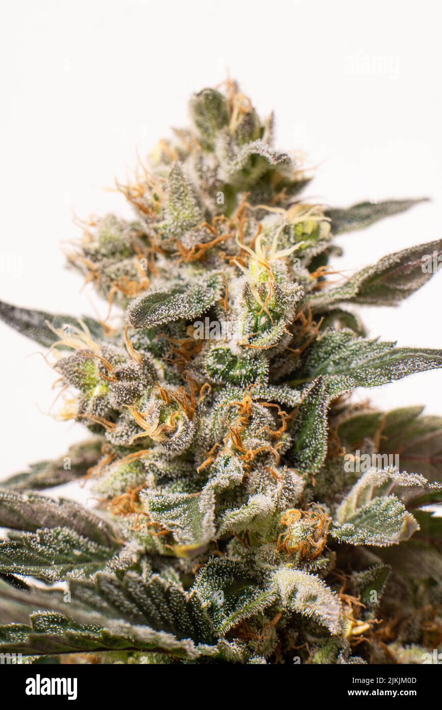 Cannabis plants indoor hi-res stock photography and images - Alamy