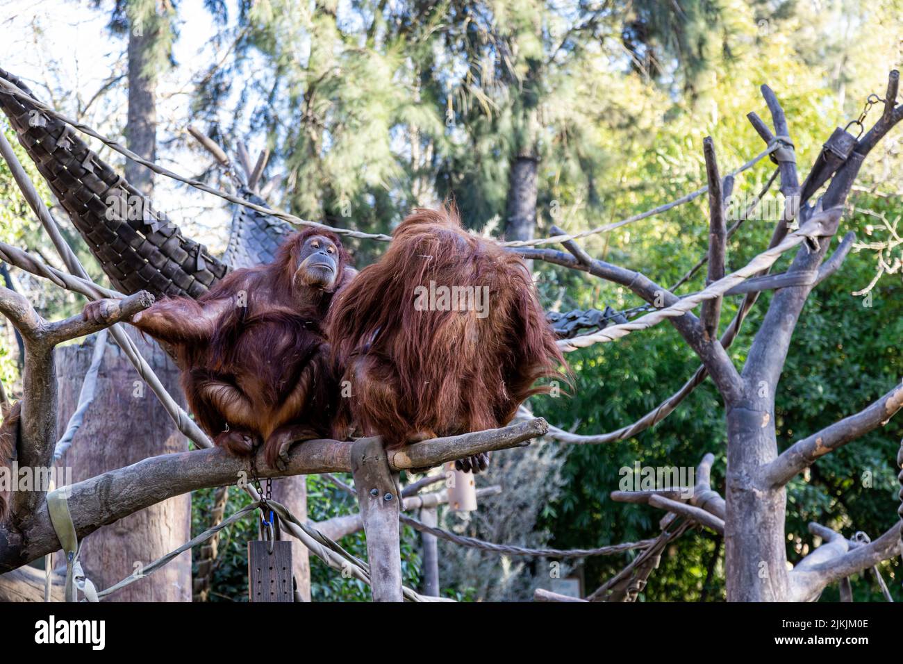 Two orangutangs on a tree branch Stock Photo - Alamy