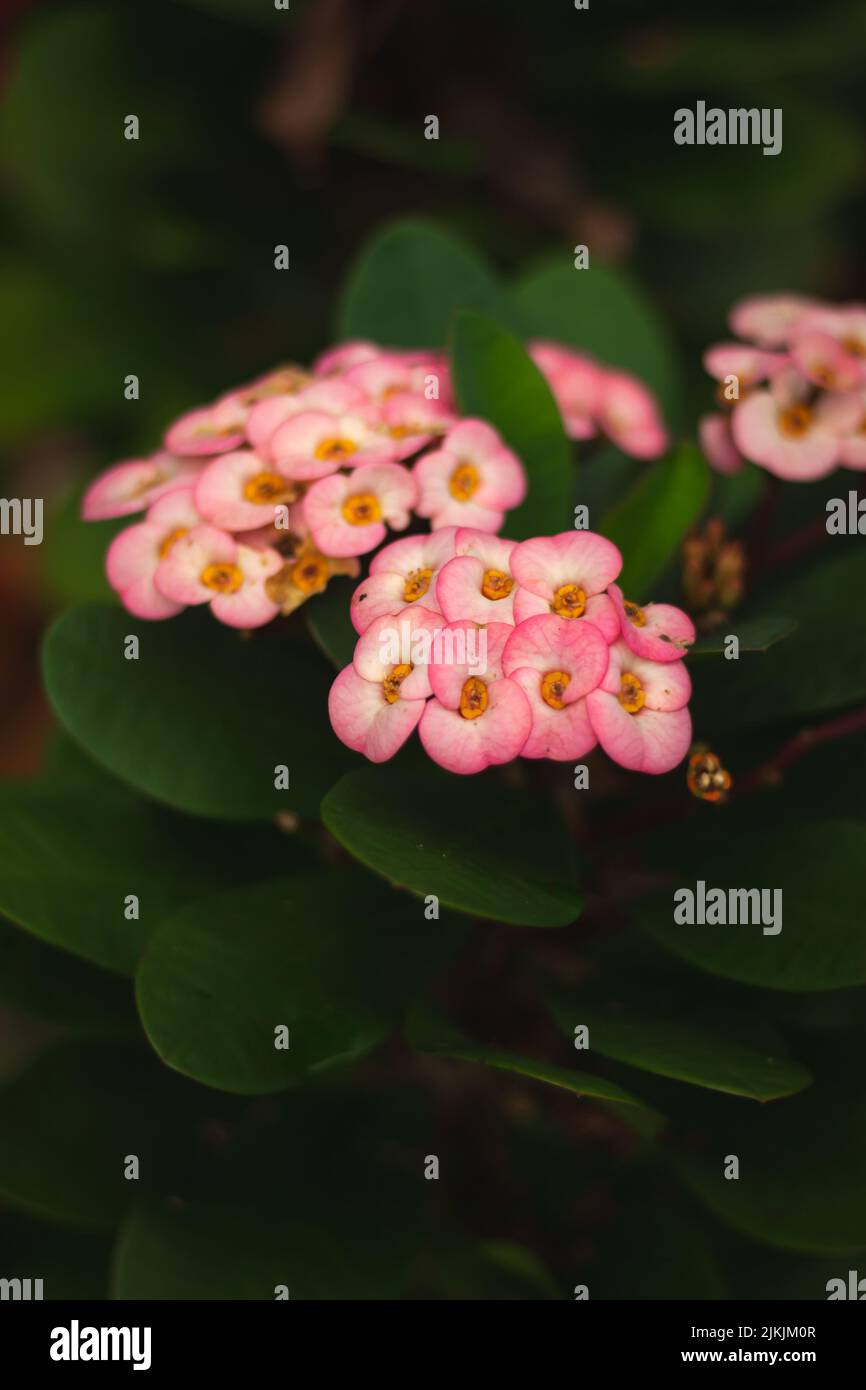 Crown of thorns Flower also called as Euphorbia milii. Crown of thorns ...