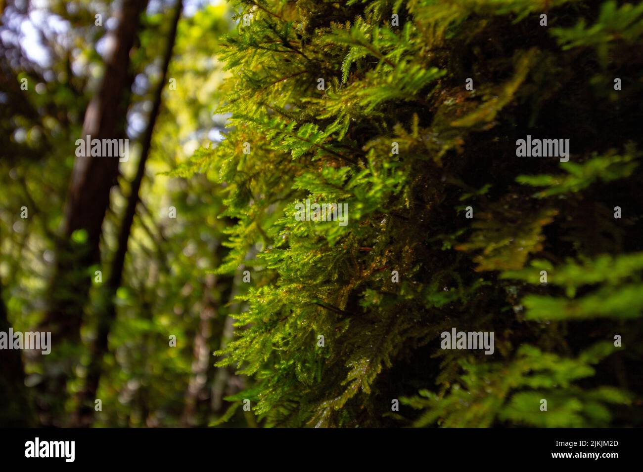 Alliance redwoods hi-res stock photography and images - Alamy