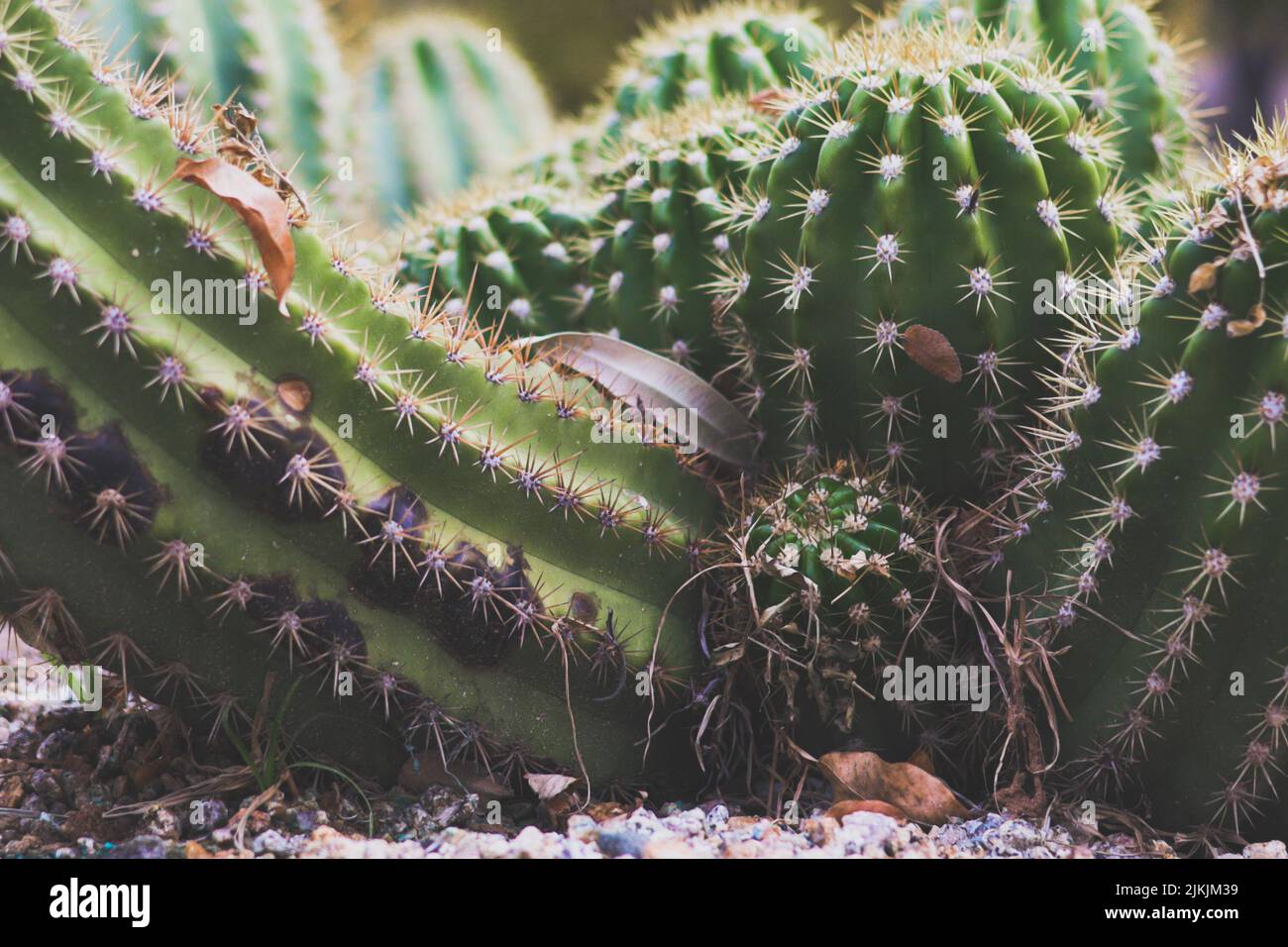 Closeup cacti hi-res stock photography and images - Alamy