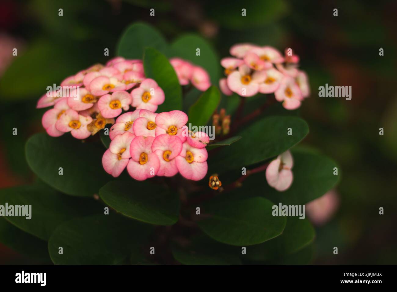 Crown of thorns Flower also called as Euphorbia milii. Crown of thorns ...