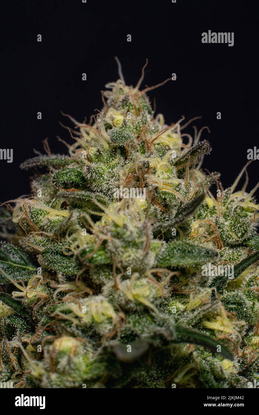 Cannabis plants indoor hi-res stock photography and images - Alamy