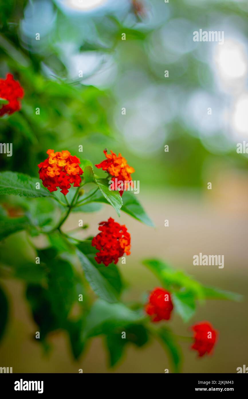 Red verbena flower stock Images. red and yellow Verbena blooming in ...