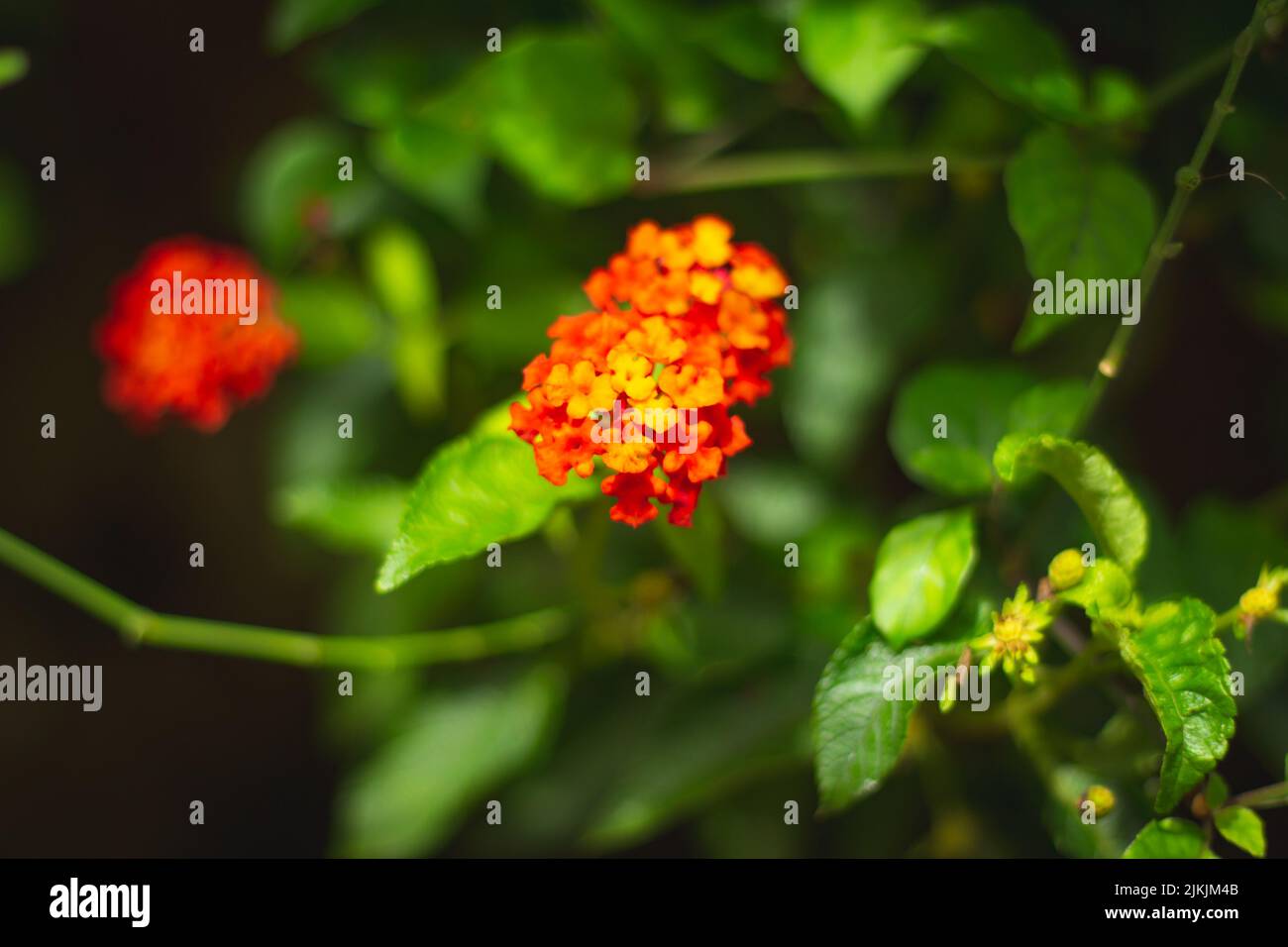 Red verbena flower stock Images. red and yellow Verbena blooming in ...