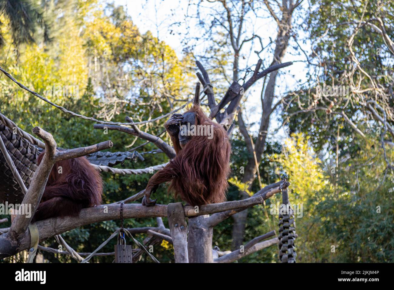 Two orangutangs on a tree branch Stock Photo - Alamy