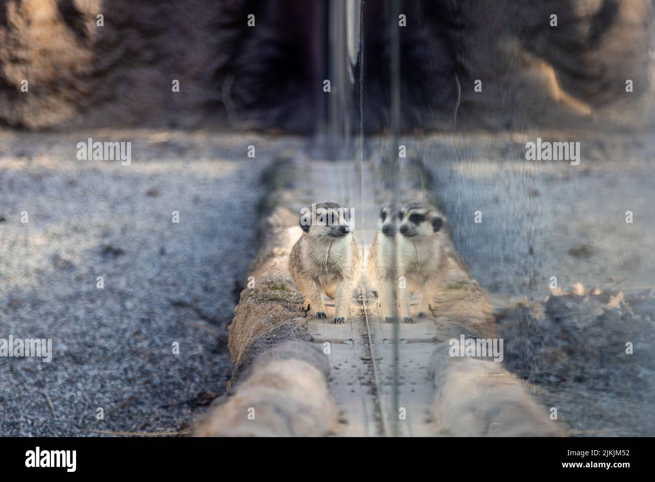 A cute meerkat looking at its reflection on a glass Stock Photo - Alamy