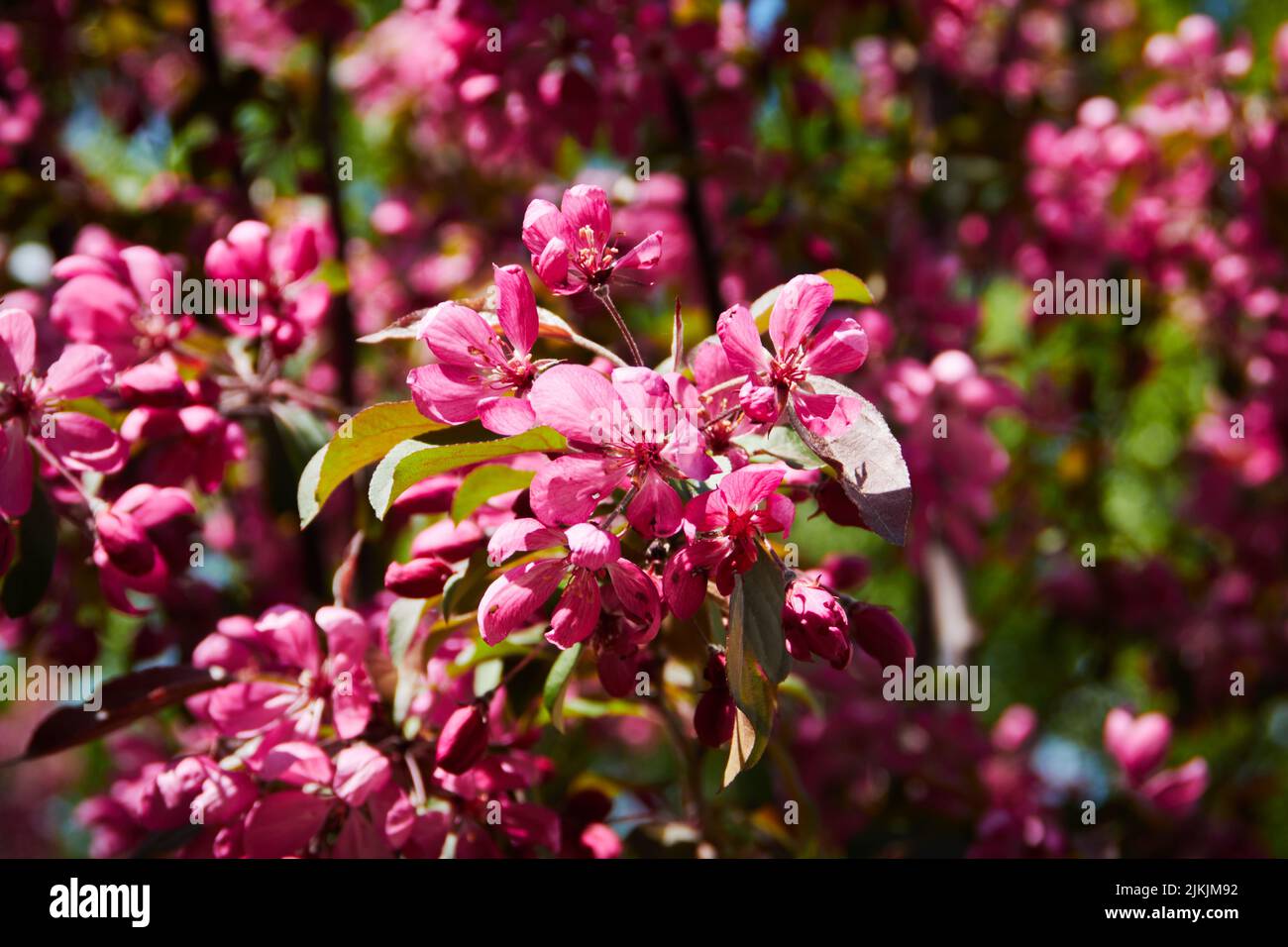 blooming tree in spring with flowers, nature background with sunlight ...