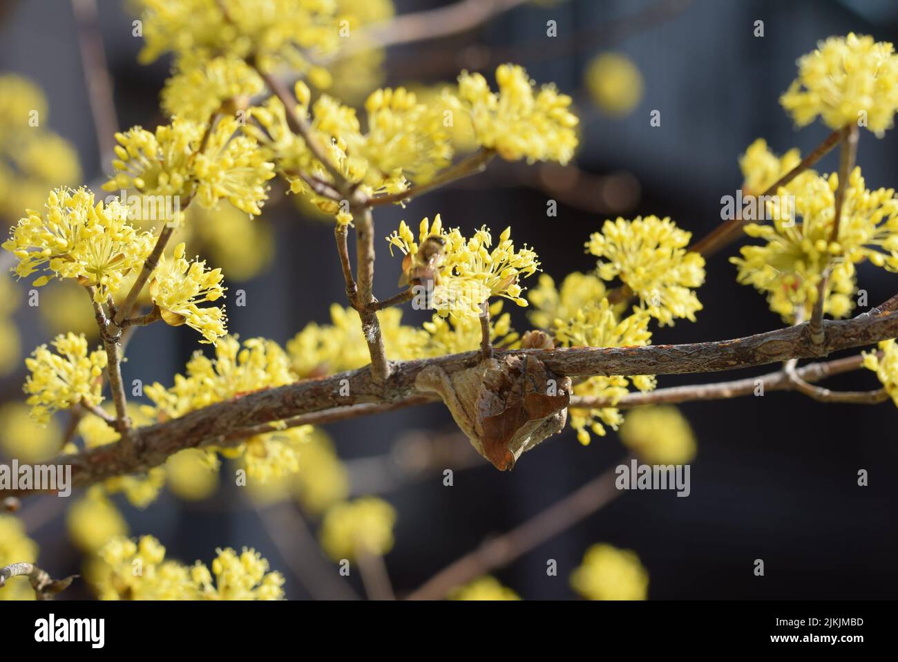 Branch yellow flowers hi-res stock photography and images - Alamy