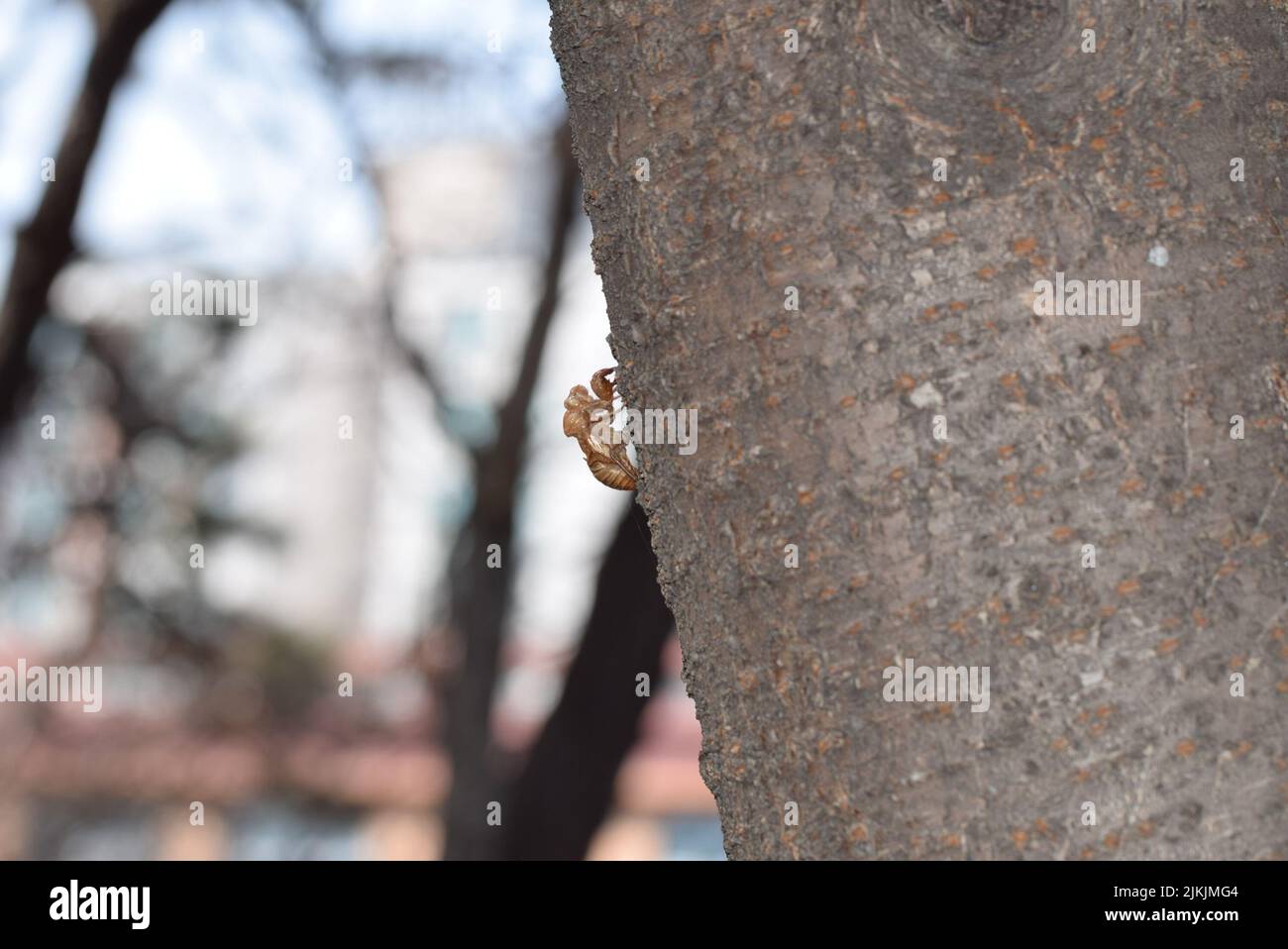 A closeup of an insect on a tree in a garden Stock Photo - Alamy