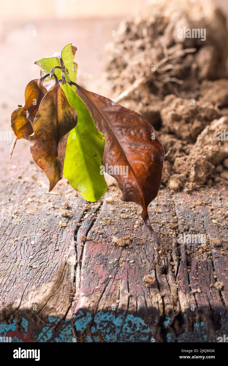 Dead plant in soil hi-res stock photography and images - Alamy