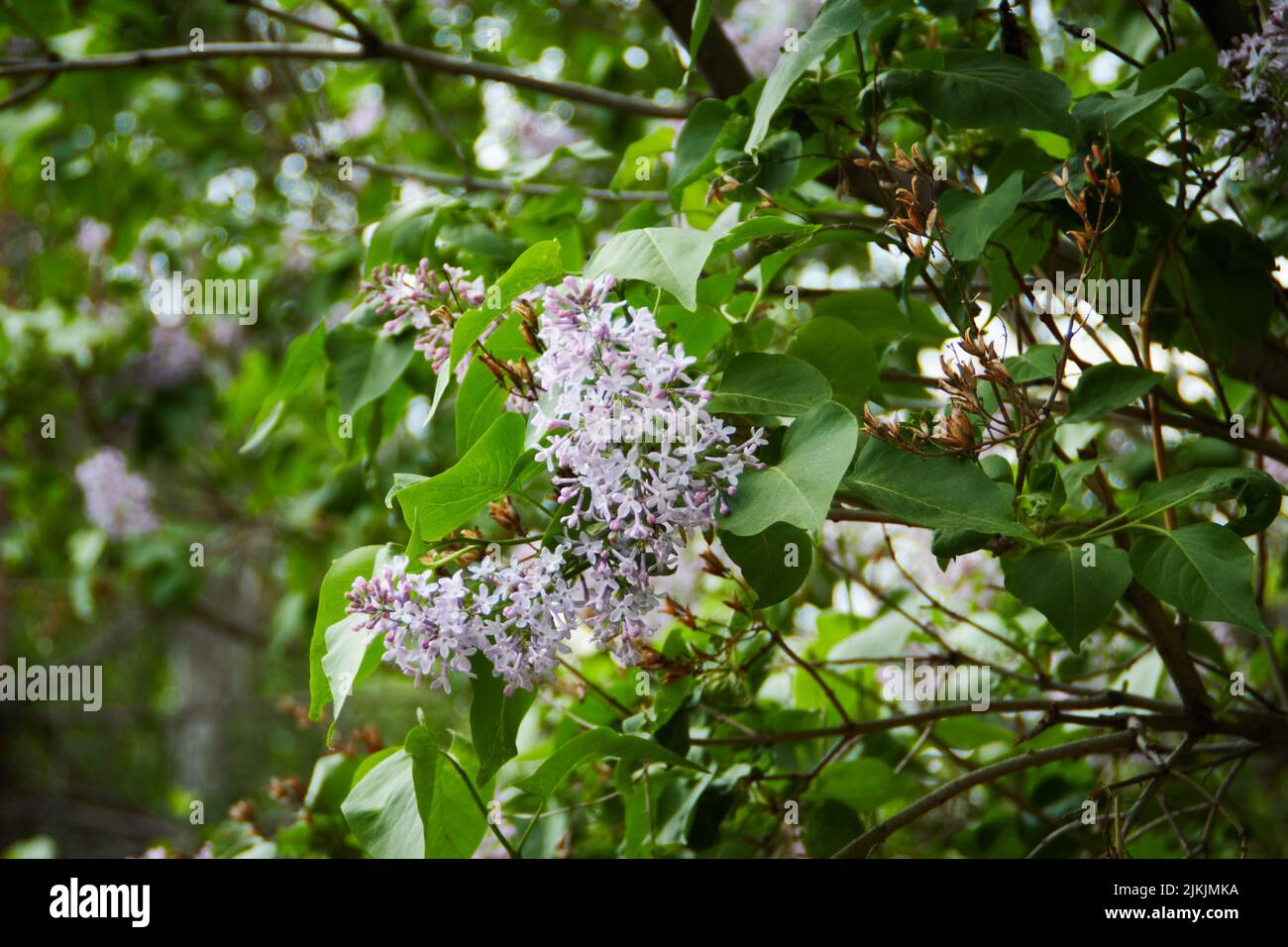 blooming lilac tree, nature background with sunlight bokeh Stock Photo ...