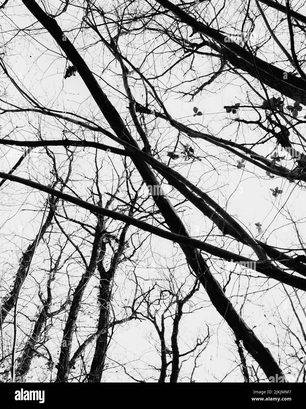A vertical low angle greyscale shot of dry tree branches Stock Photo ...