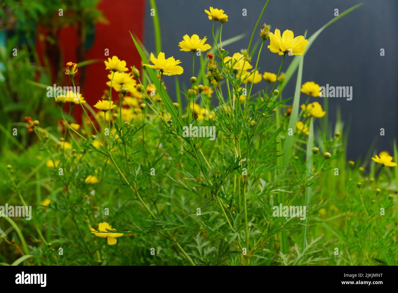 Cosmos sulphureus flower in a beautiful garden Stock Photo - Alamy