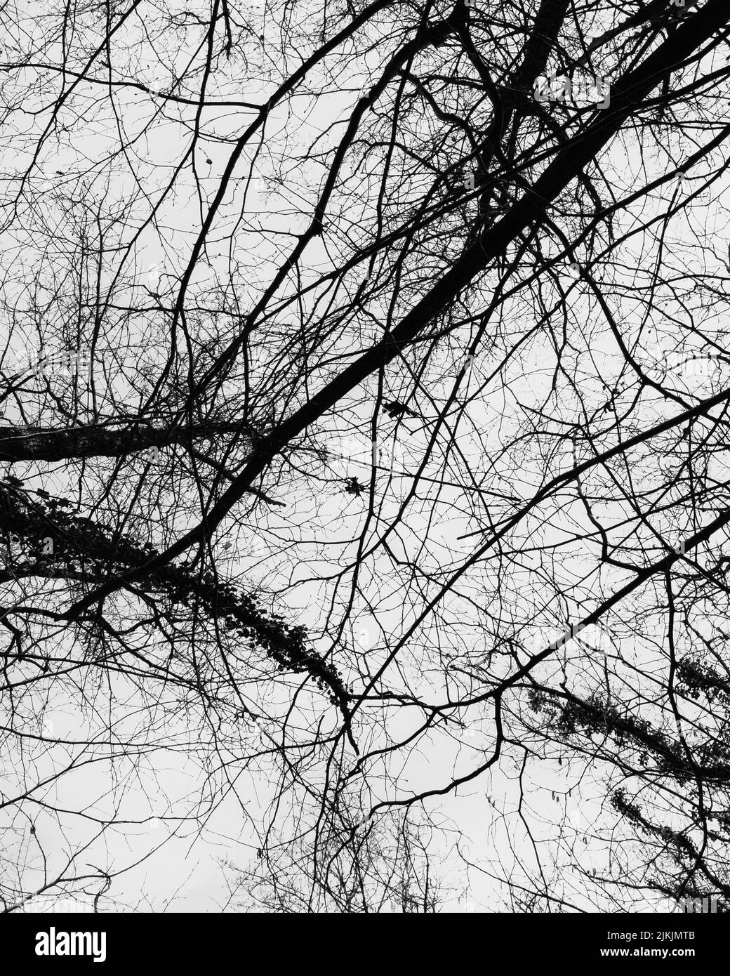 A vertical low angle greyscale shot of dry tree branches Stock Photo ...