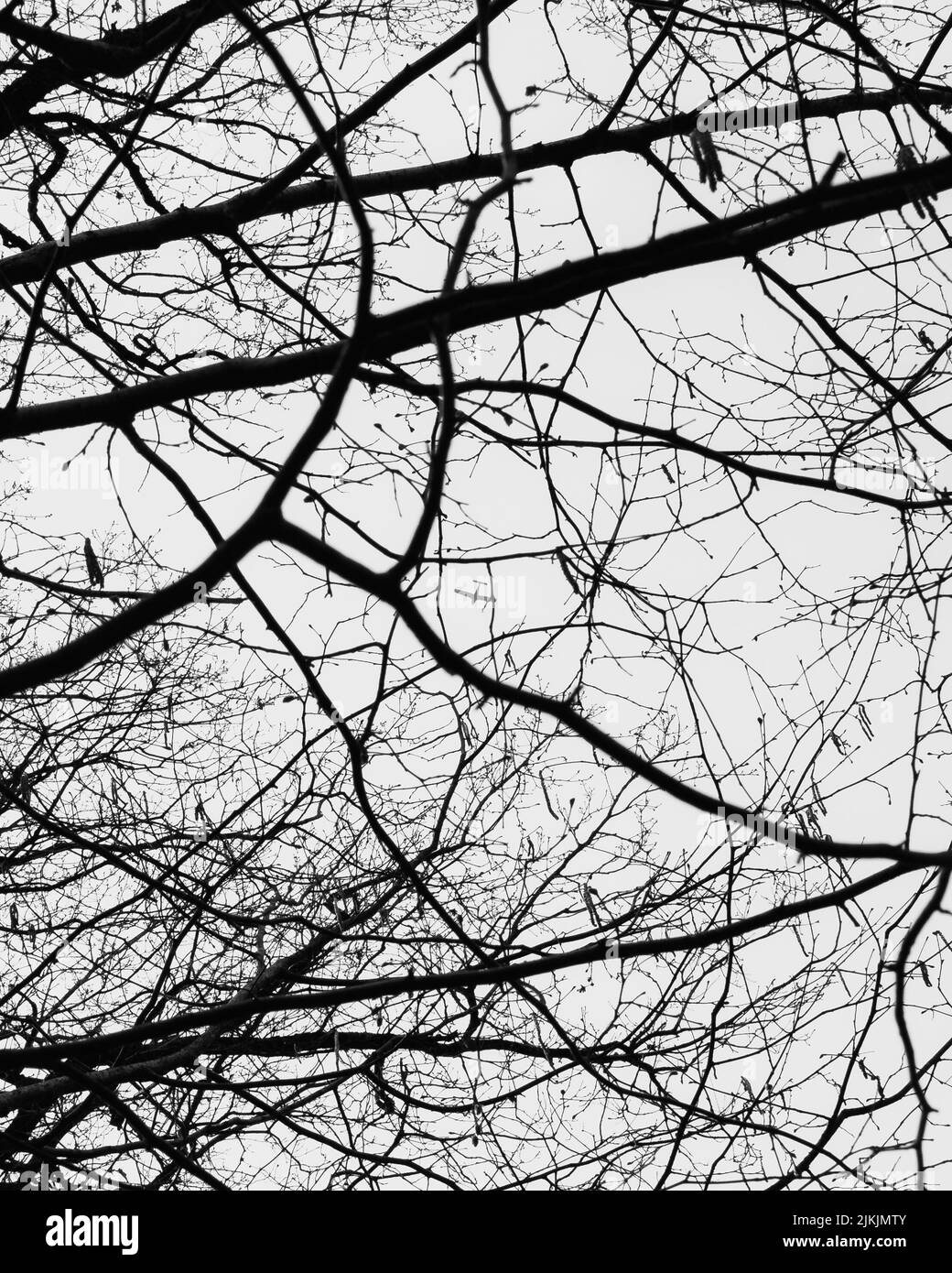 A vertical low angle greyscale shot of dry tree branches Stock Photo ...