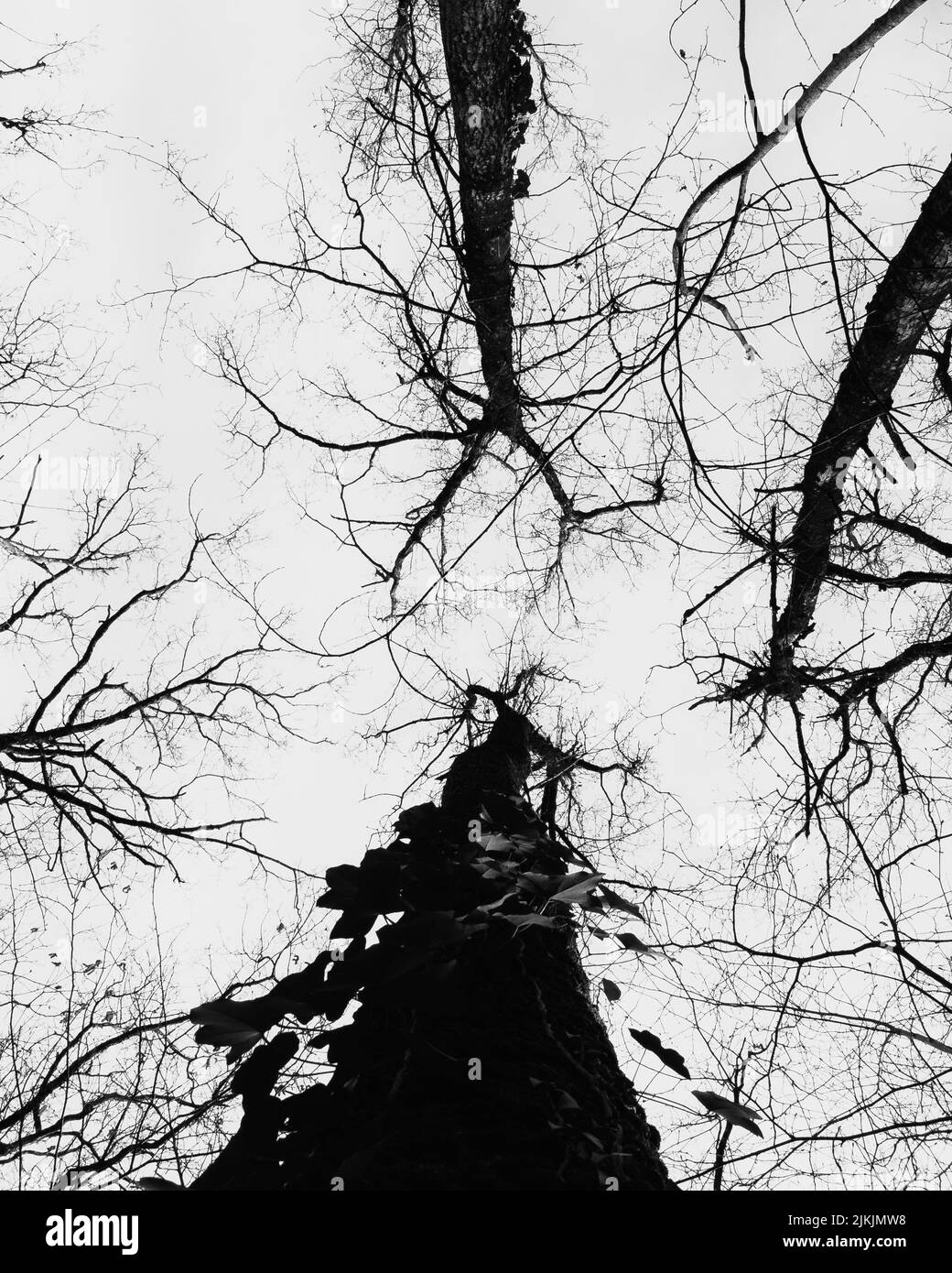 Vertical branches horizontal hi-res stock photography and images - Alamy