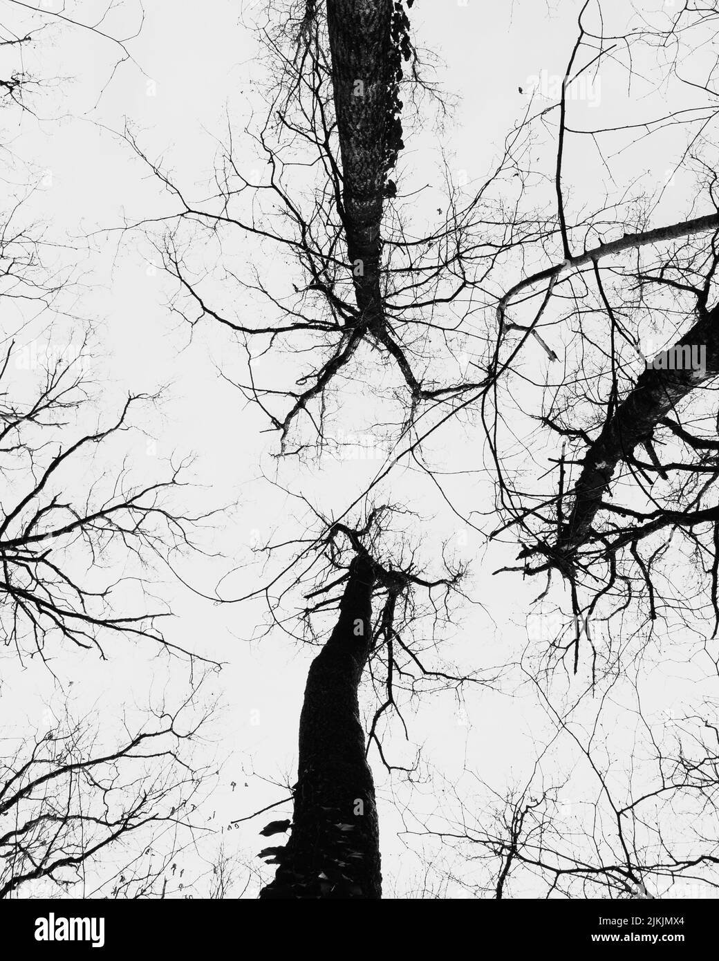 A vertical low angle greyscale shot of dry tree branches Stock Photo ...