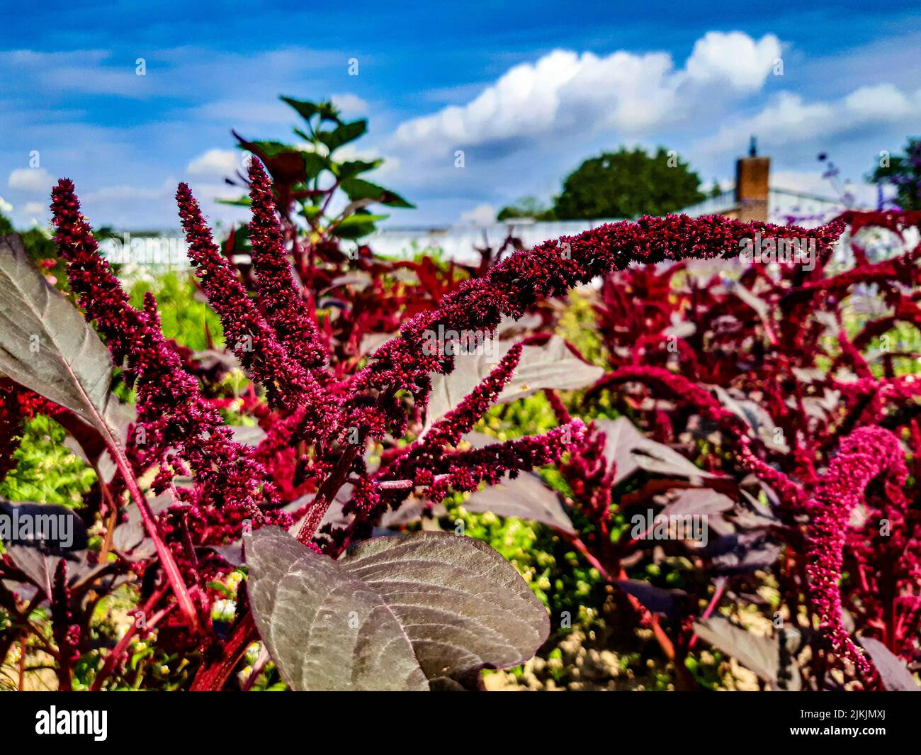 Fresh amaranth hi-res stock photography and images - Alamy