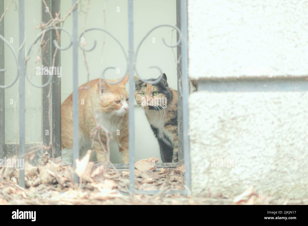 A pair of adorable cats behind a gate Stock Photo - Alamy