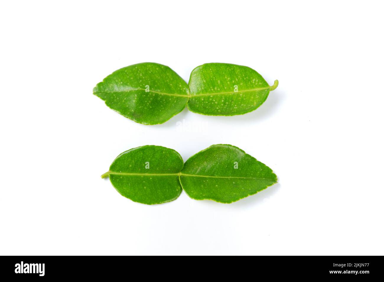 Top view of fresh lime leaves on white background Stock Photo - Alamy