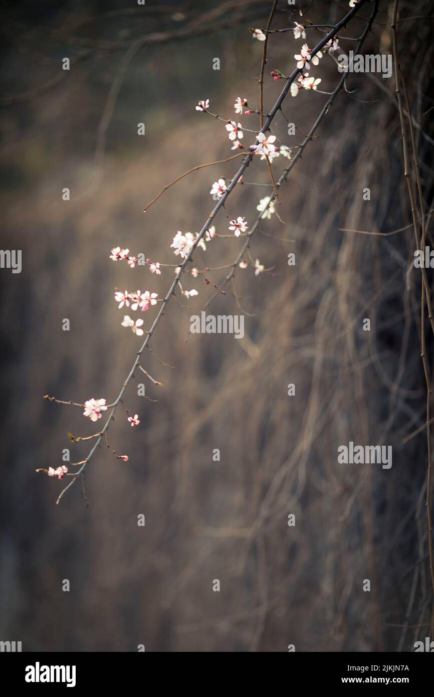 Vertical shot thin tree hi-res stock photography and images - Alamy