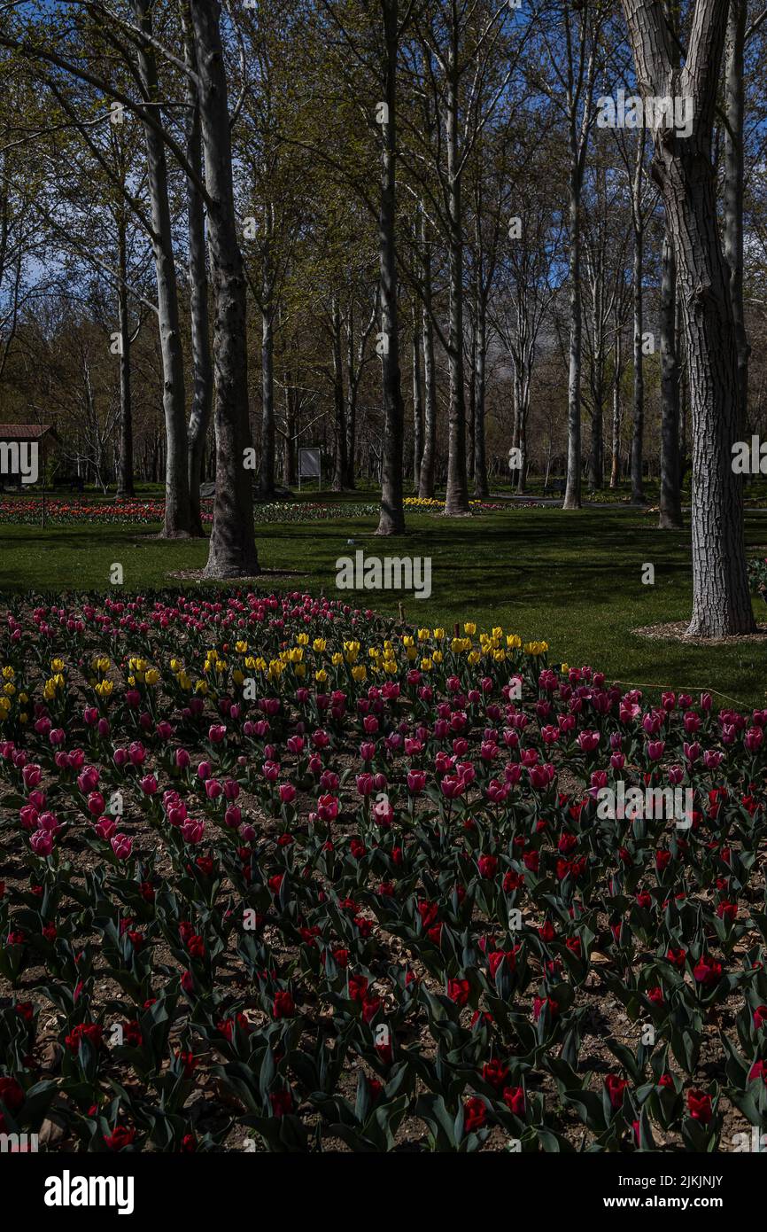 The tulips in National Botanical Garden in Tehran, Iran Stock Photo - Alamy