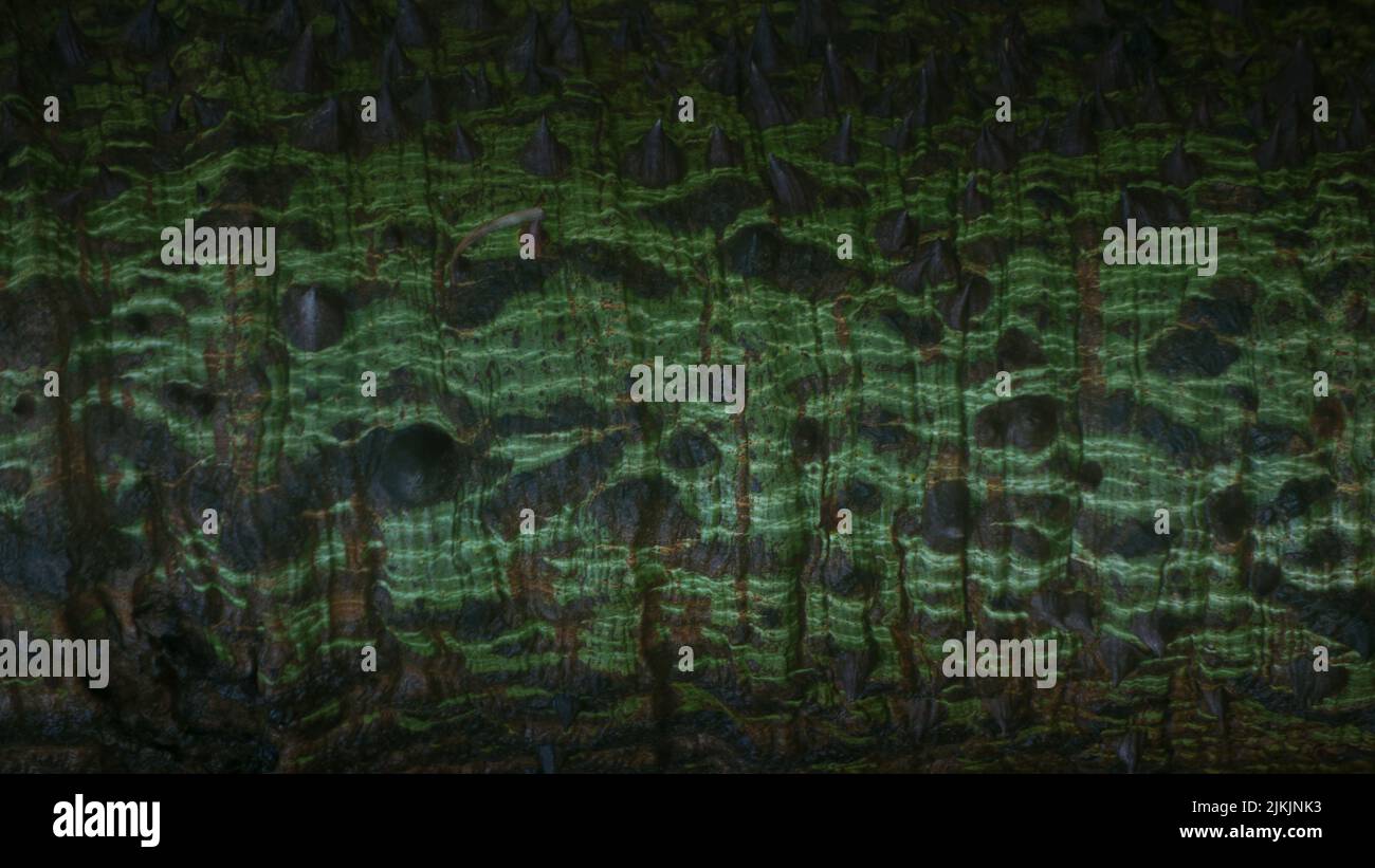 Stem pattern and texture hi-res stock photography and images - Alamy