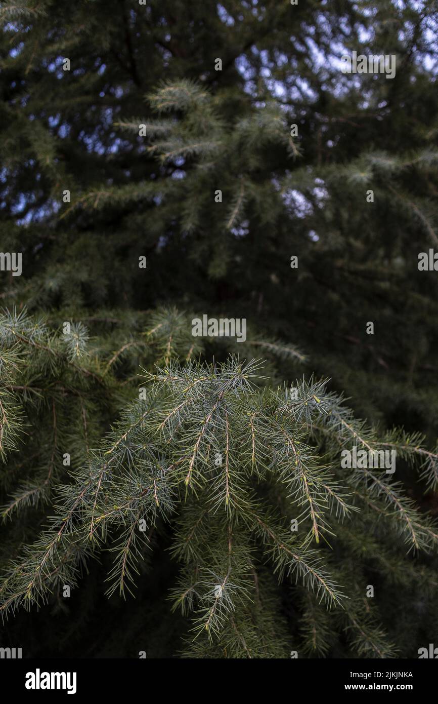 A Himalayan cedar at the National Botanical Garden of Iran in Tehran ...