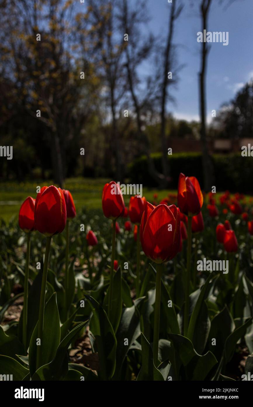 The tulips in National Botanical Garden in Tehran, Iran Stock Photo - Alamy