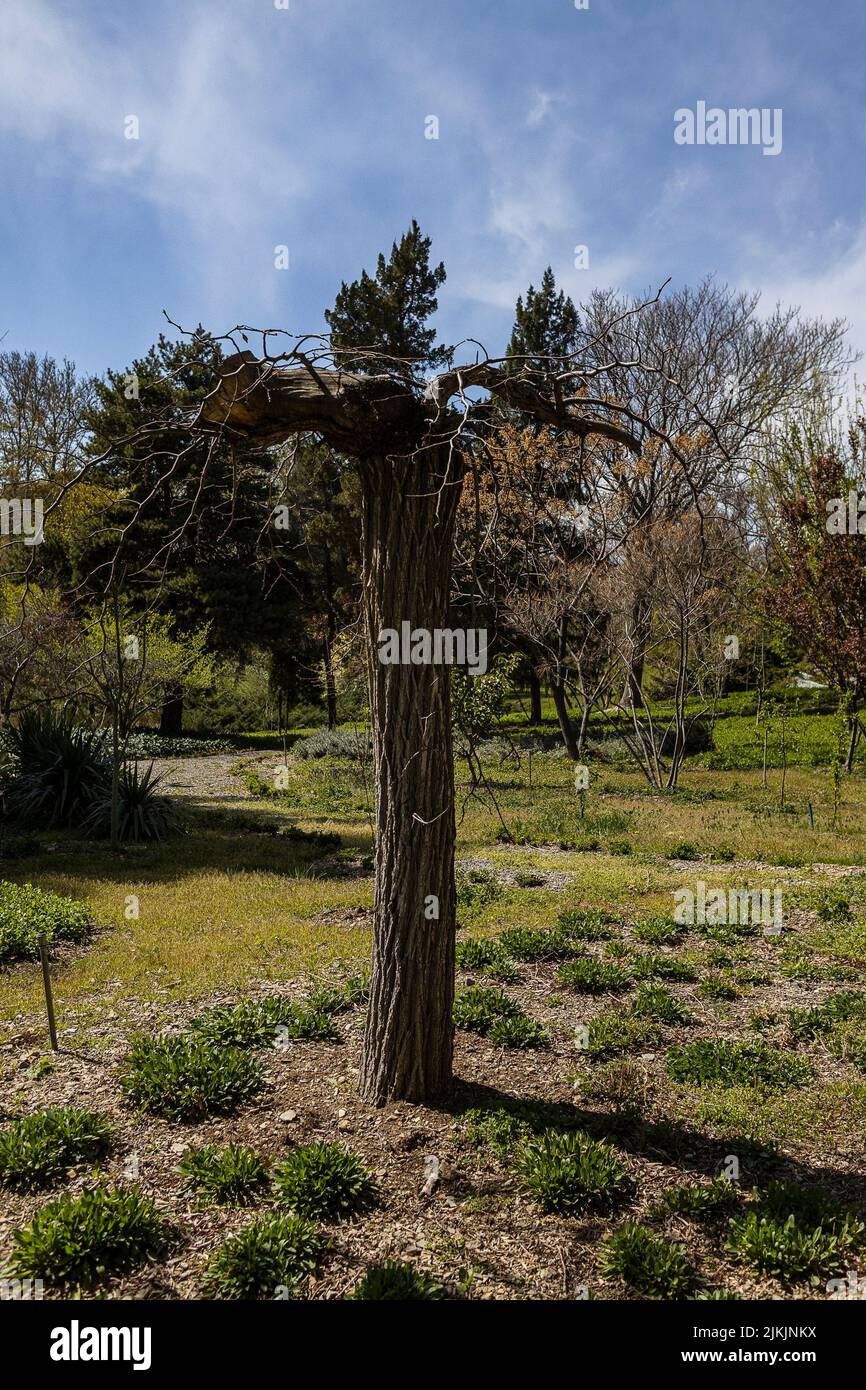 A vertical shot of green trees and bushes in National Iranian Botanical ...