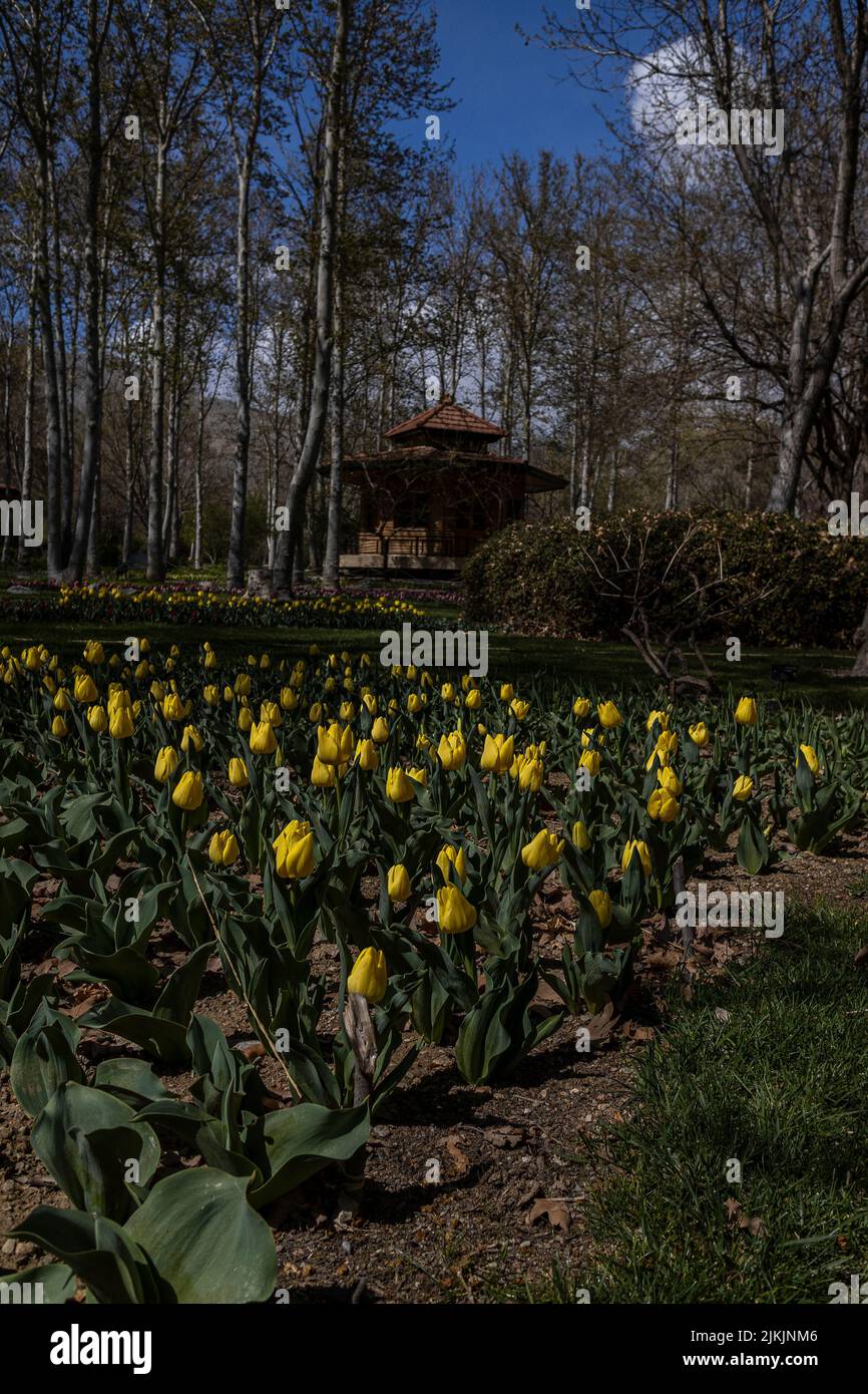 The tulips in National Botanical Garden in Tehran, Iran Stock Photo - Alamy
