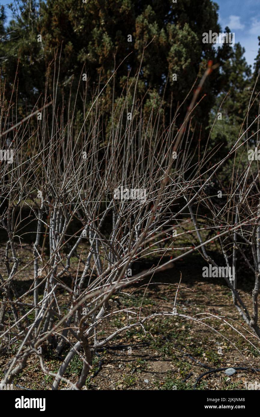 The dry trees in National Botanical Garden in Tehran, Iran Stock Photo ...