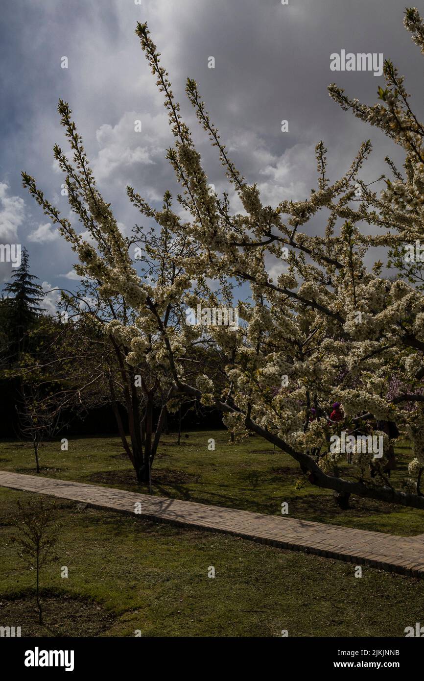 A cherry tree at the National Botanical Garden of Iran in Tehran, Iran ...
