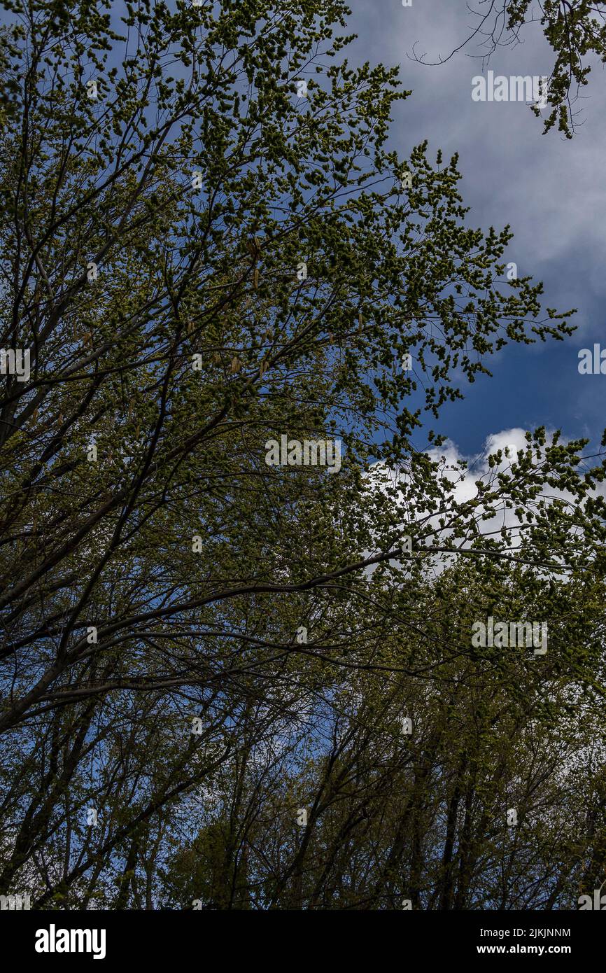 Iran plant hi-res stock photography and images - Alamy