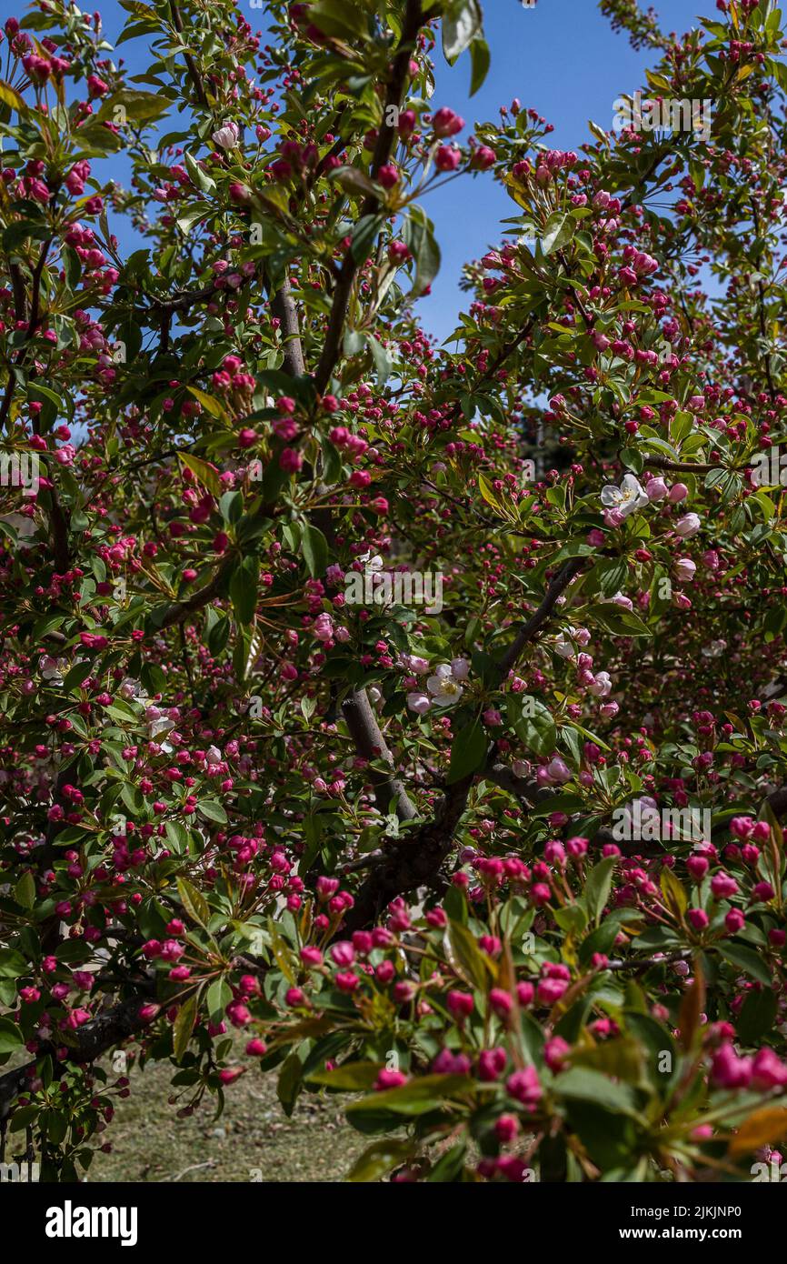 An apple tree at the National Botanical Garden of Iran in Tehran, Iran ...