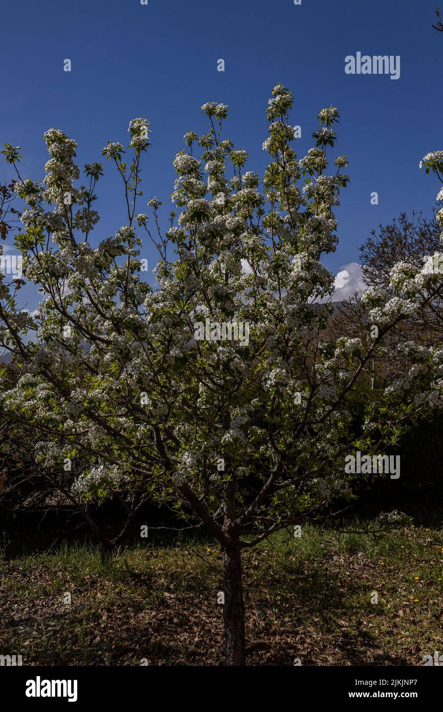 National botanical garden of iran hi-res stock photography and images ...