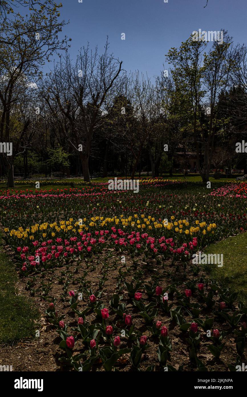 The tulips in National Botanical Garden in Tehran, Iran Stock Photo - Alamy